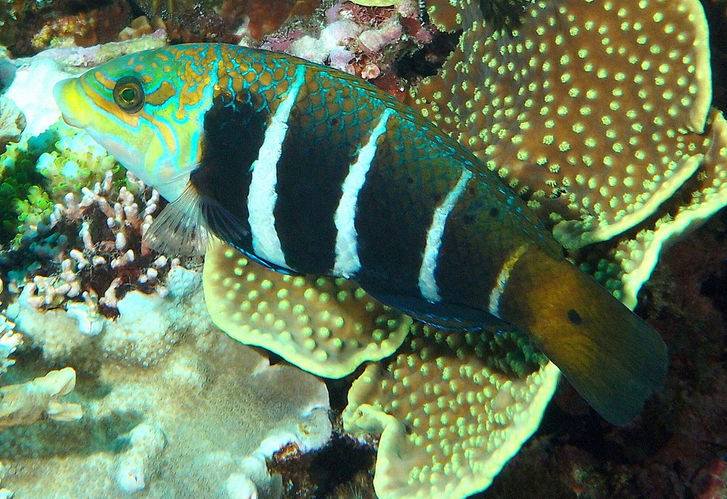 HEMIGYMNUS FASCIATUS - (BLOCH, 1792)