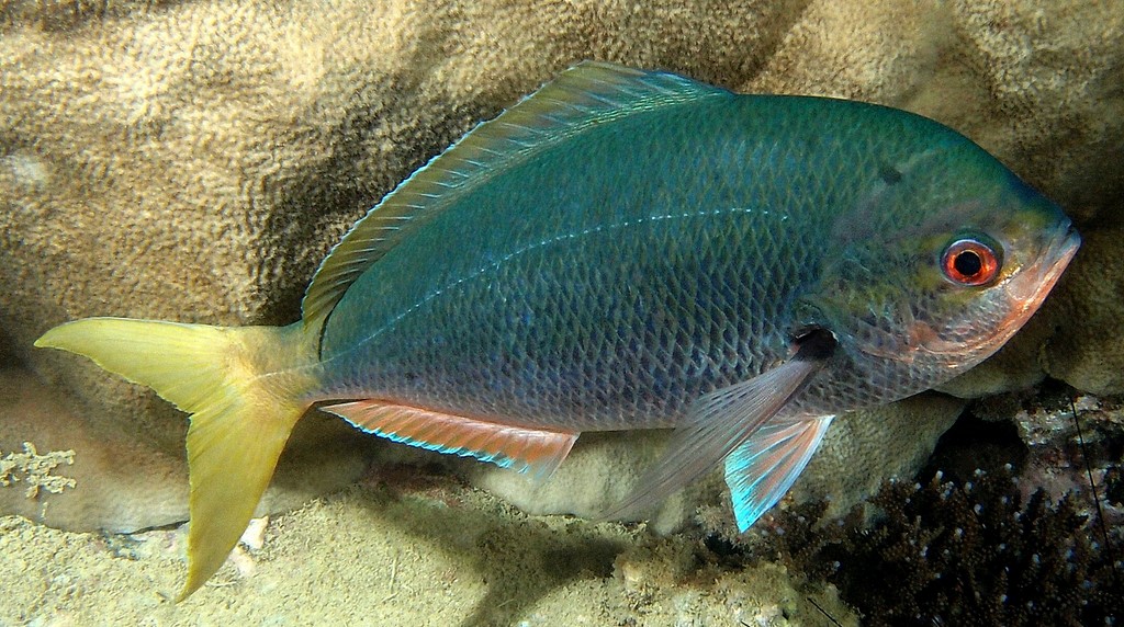 CAESIO CUNING - (BLOCH, 1791)