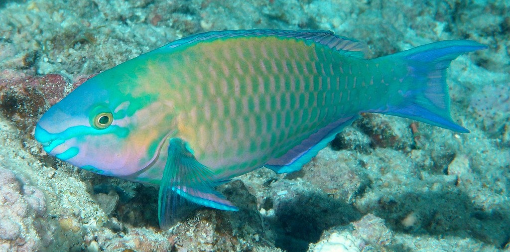 SCARUS PSITTACUS - (FORSSKAL, 1775)