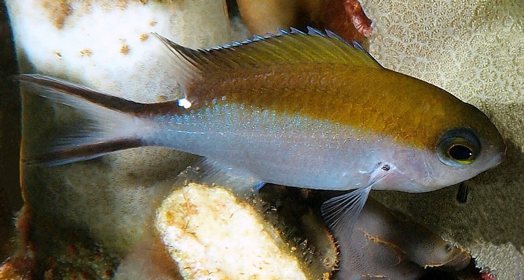 CHROMIS NORFOLKENSIS - (ALLEN & ALLEN, 2021)