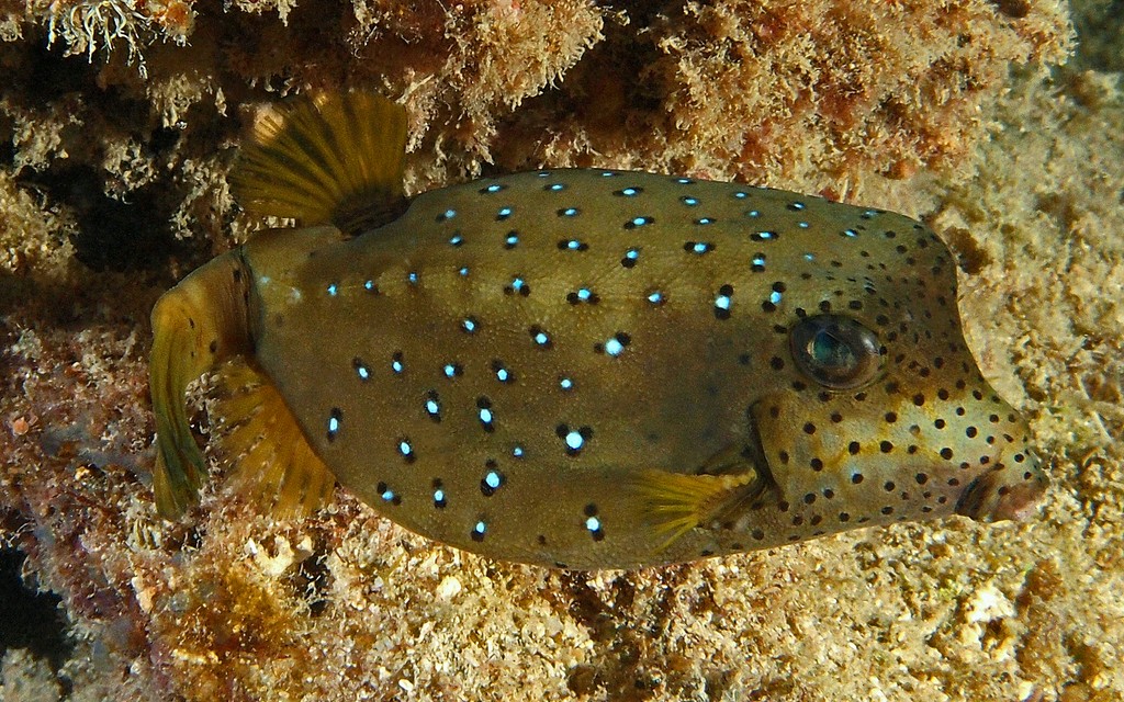 OSTRACION CUBICUM - (LINNAEUS, 1758)
