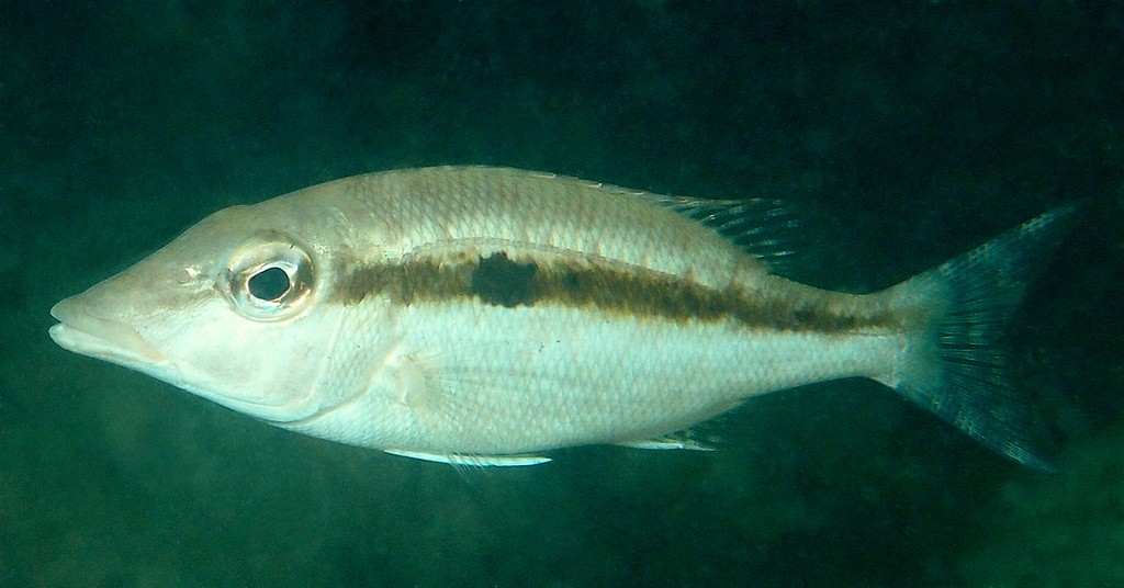 LETHRINUS VARIEGATUS - (VALENCIENNES, 1830)