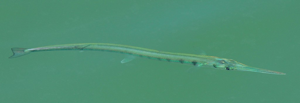 ABLENNES HIANS - (VALENCIENNES, 1846)