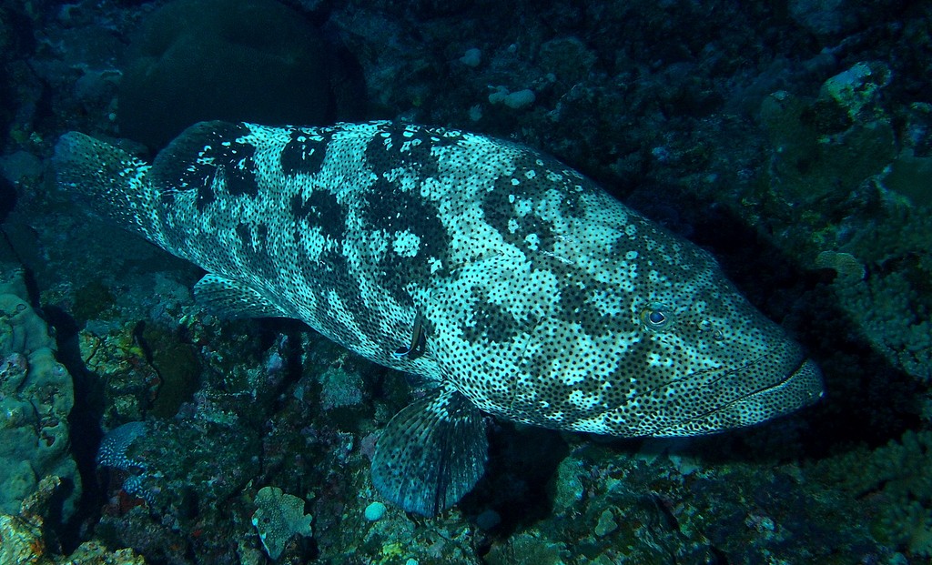EPINEPHELUS MALABARICUS - (BLOCH & SCHNEIDER, 1801)
