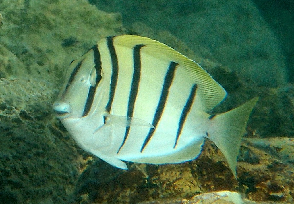 ACANTHURUS TRIOSTEGUS - (LINNAEUS, 1758)