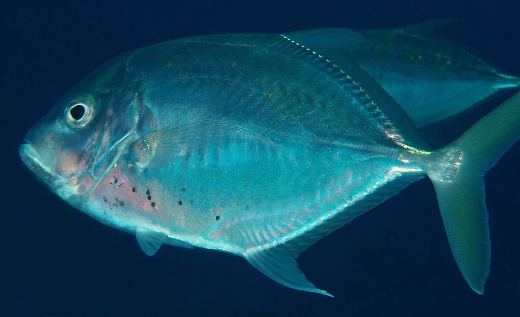 TURRUM COERULEOPINNATUM - (RUPPELL, 1830)