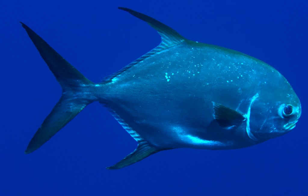 TRACHINOTUS BLOCHII - (LACEPEDE, 1801)