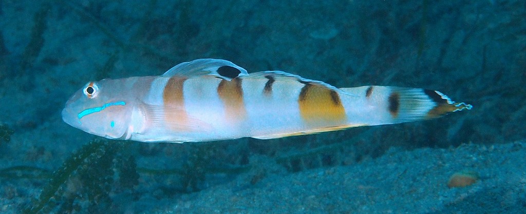 VALENCIENNEA WARDII - (PLAYFAIR, 1867)