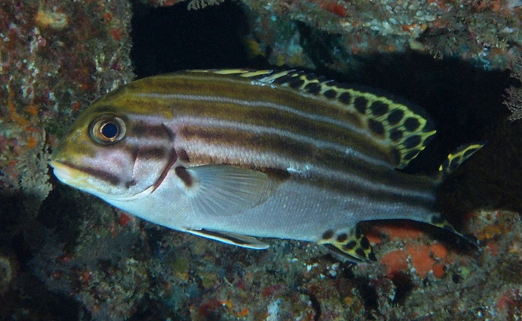 PLECTORHINCHUS LESSONII - (CUVIER, 1830)