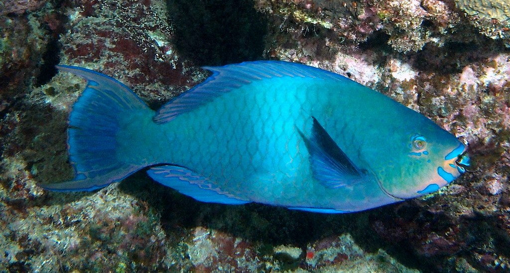 SCARUS ALTIPINNIS - (STEINDACHNER, 1879)