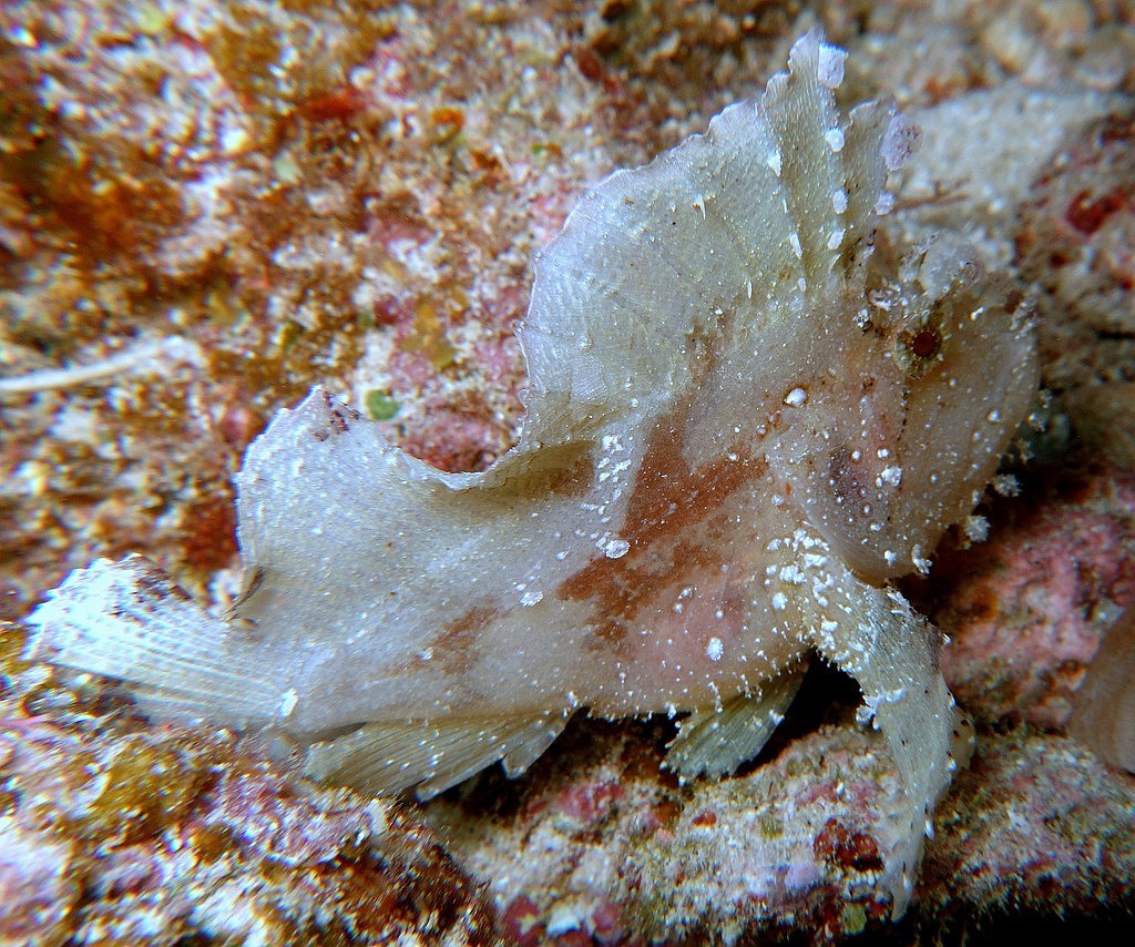 TAENIANOTUS TRIACANTHUS - (LACEPEDE, 1802)