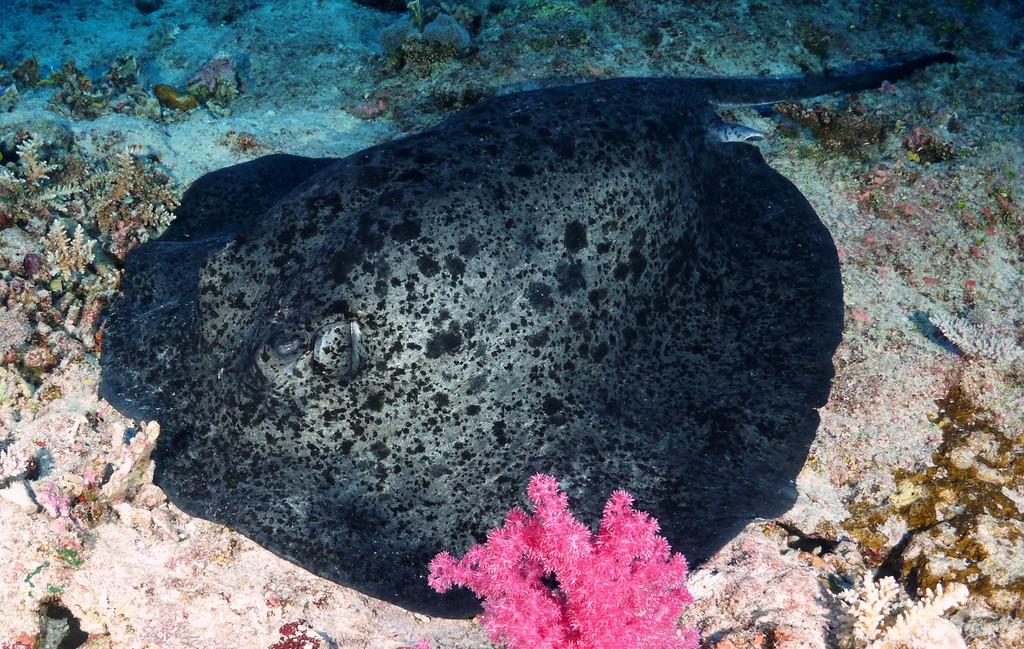 TAENIUROPS MEYENI - (MULLER & HENLE, 1841)