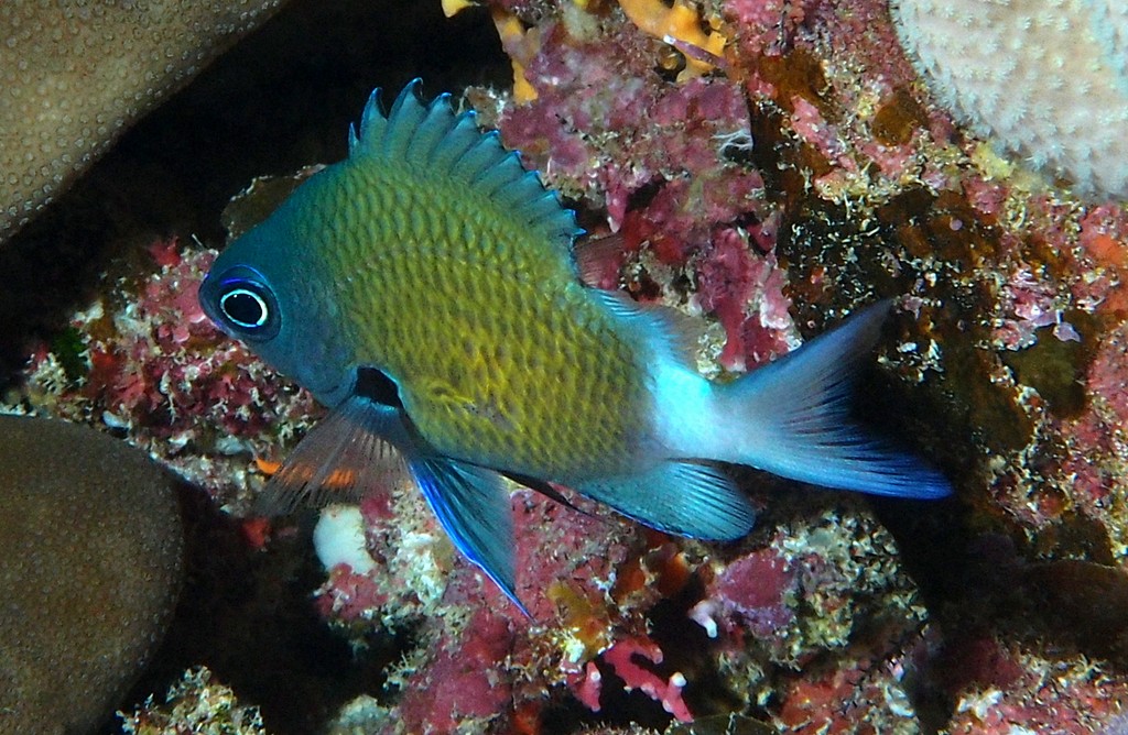CHROMIS CHRYSURA - (BLISS, 1883)