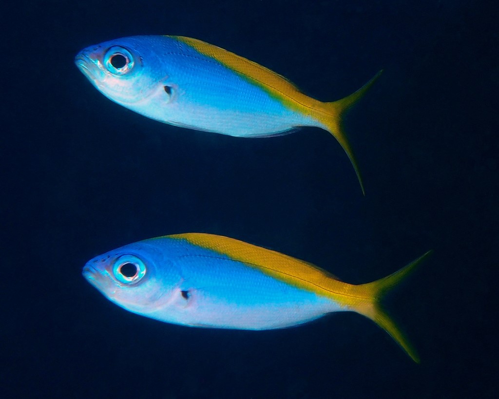 CAESIO TERES - (SEALE, 1906)