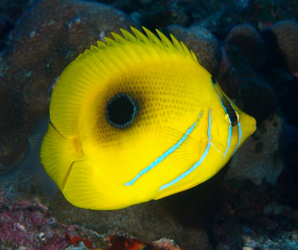 CHAETODON BENNETTI - (CUVIER, 1831)