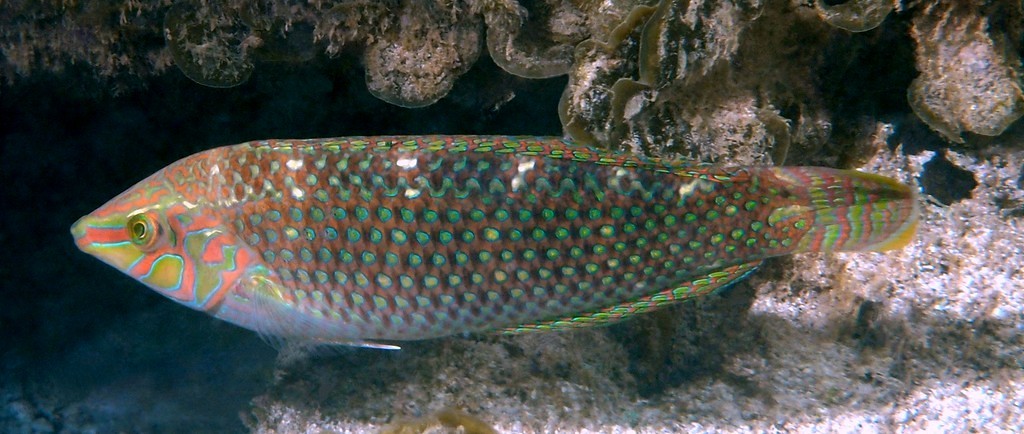 HALICHOERES ARGUS - (BLOCH & SCHNEIDER, 1801)