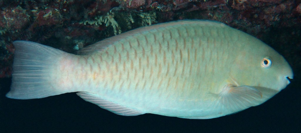 SCARUS RIVULATUS - (VALENCIENNES, 1840)