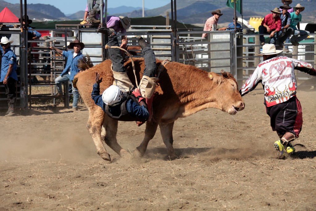 TRAVAIL DU CLOWN DE RODEO