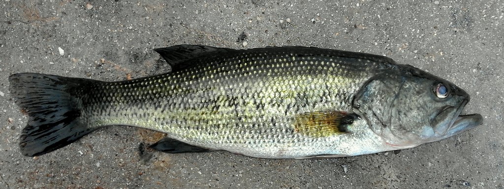 MICROPTERUS SALMOIDES - (LACEPEDE, 1802)