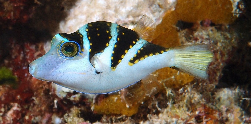 CANTHIGASTER AXIOLOGUS - (WHITLEY, 1931)