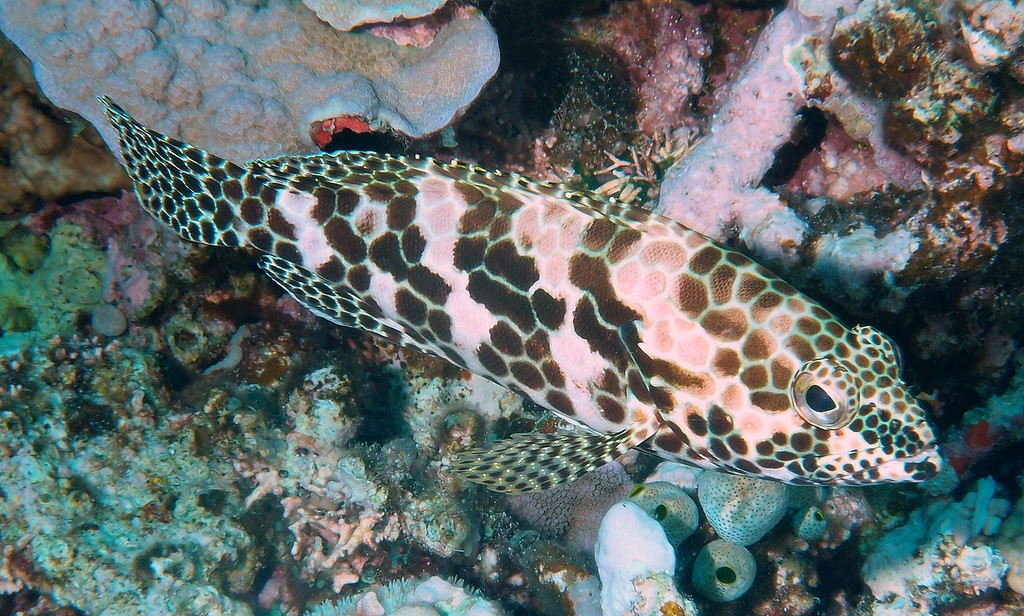 EPINEPHELUS MERRA - (BLOCH, 1793)