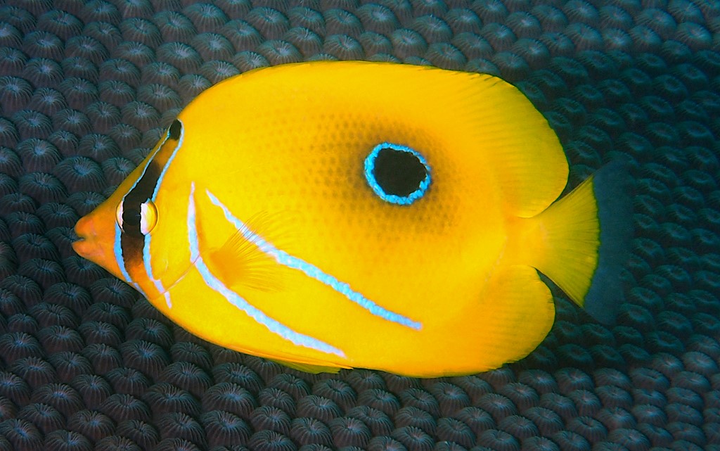 CHAETODON BENNETTI - (CUVIER, 1831)