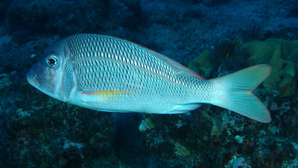 LETHRINUS ATKINSONI - (SEALE, 1910)