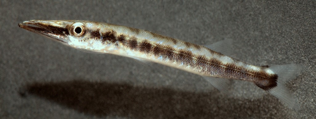 Barracuda Juvenil
