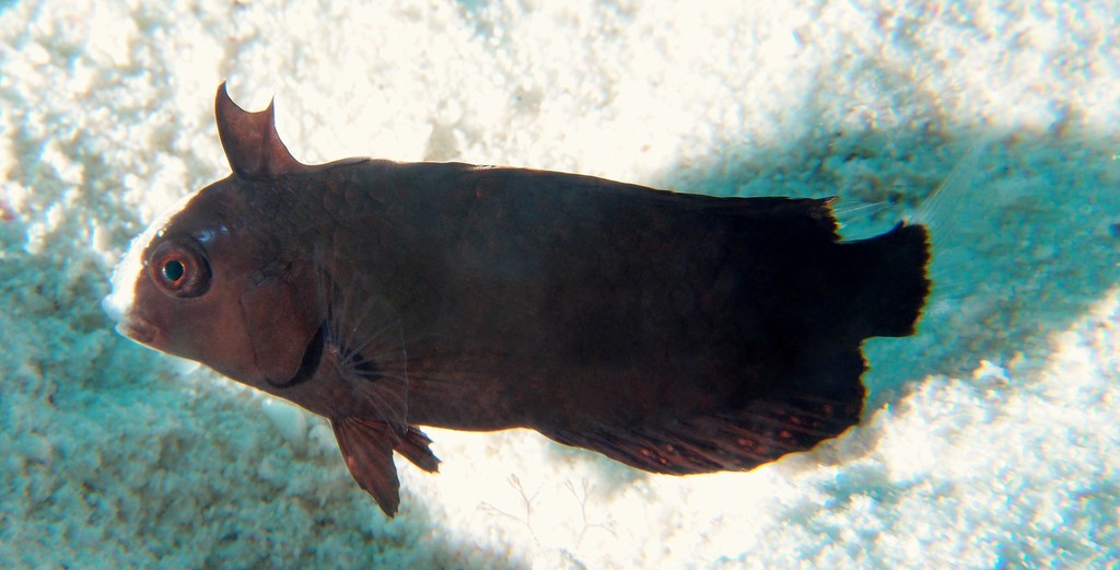 INIISTIUS ANEITENSIS - (GUNTHER, 1862)