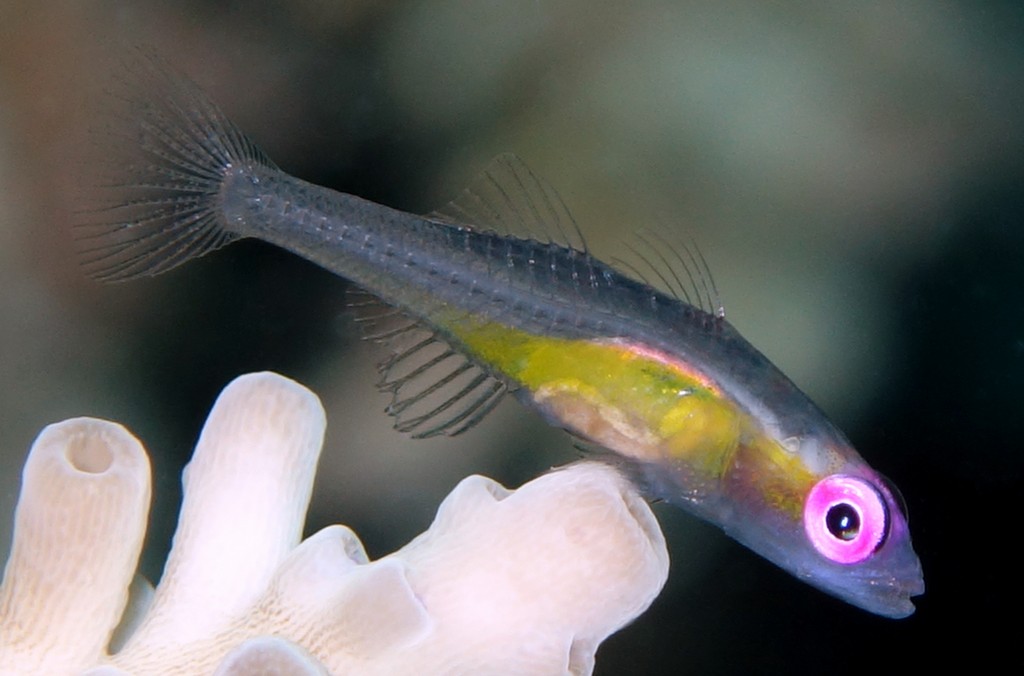 BRYANINOPS NATANS - (LARSON, 1985)