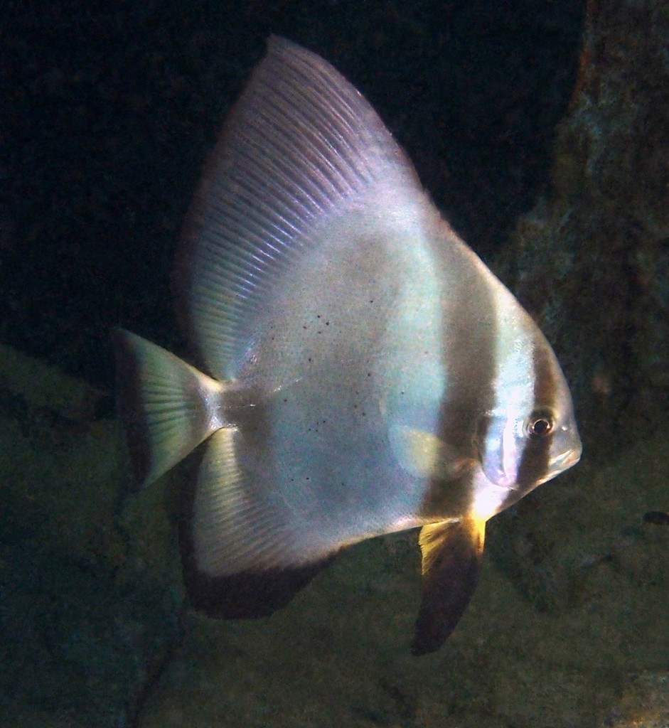 PLATAX ORBICULARIS - (FORSSKAL, 1775)