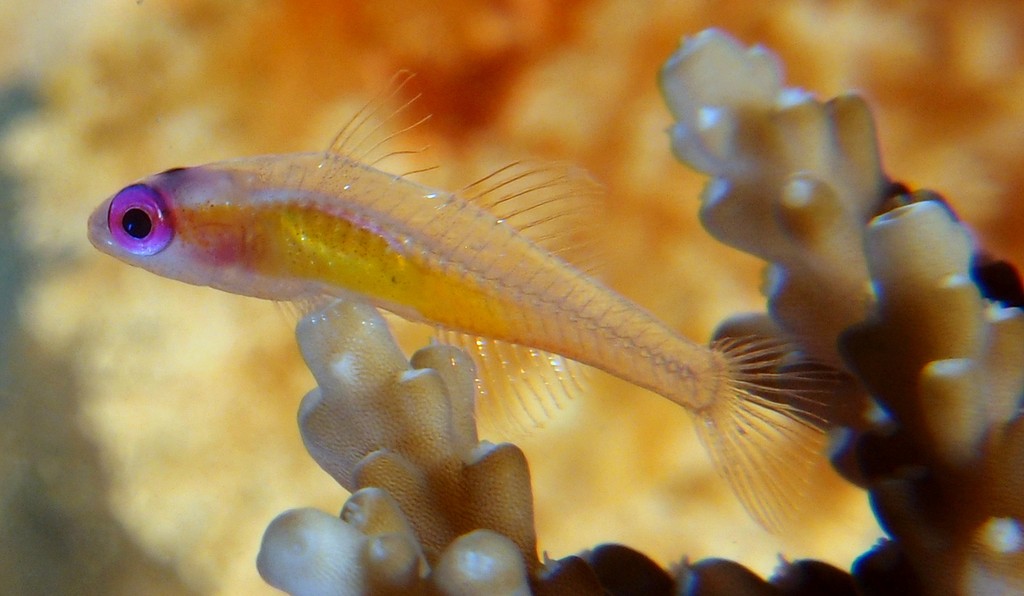 BRYANINOPS NATANS - (LARSON, 1985)