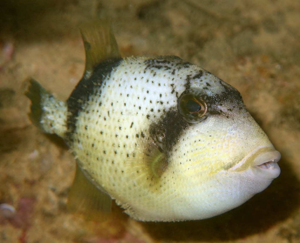 BALISTOIDES VIRIDESCENS - (BLOCH & SCHNEIDER, 1801)