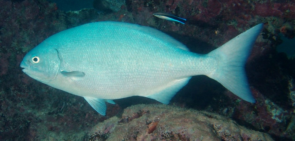 KYPHOSUS SECTATRIX - (LINNAEUS, 1758)