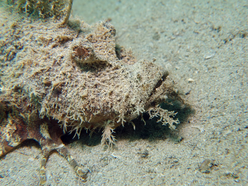 INIMICUS CALEDONICUS - (SAUVAGE, 1878)