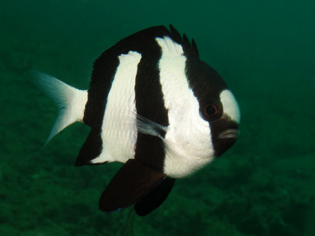 DASCYLLUS ARUANUS - (LINNAEUS, 1758)