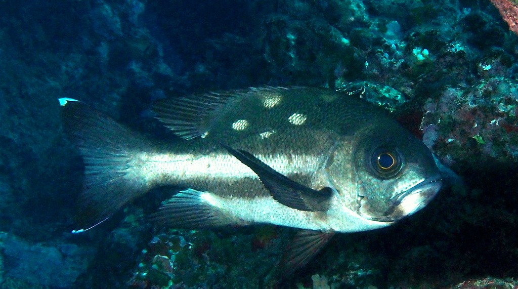 MACOLOR NIGER - (FORSSKAL, 1775)