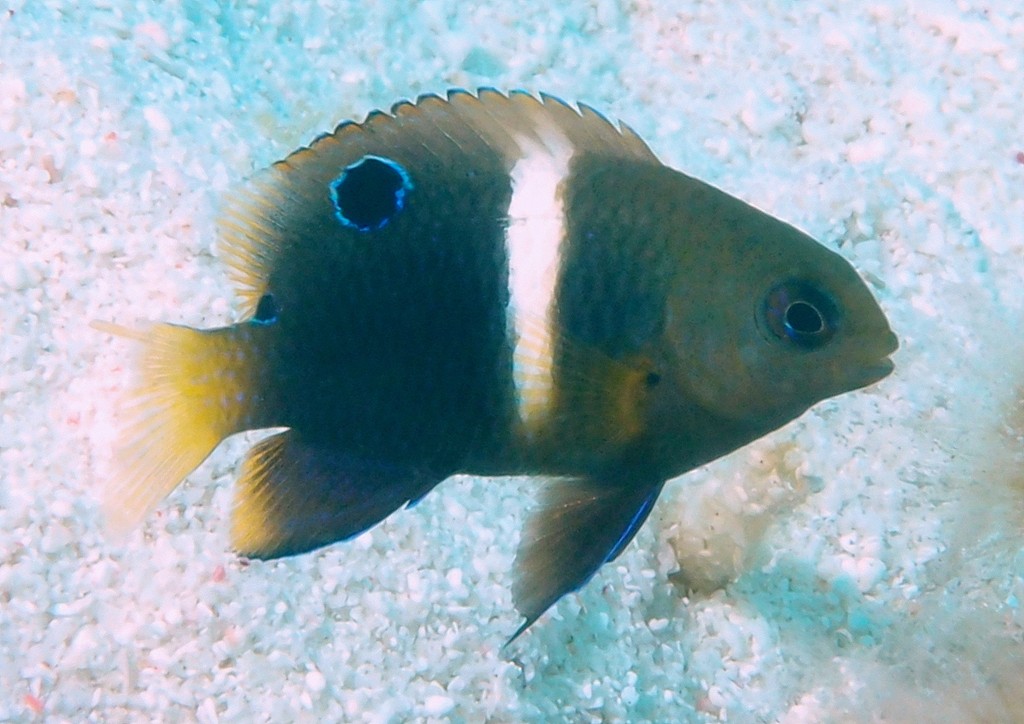 CHRYSIPTERA BIOCELLATA - (QUOY & GAIMARD, 1825)