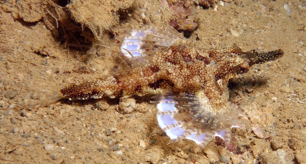 EURYPEGASUS DRACONIS - (LINNAEUS, 1766)