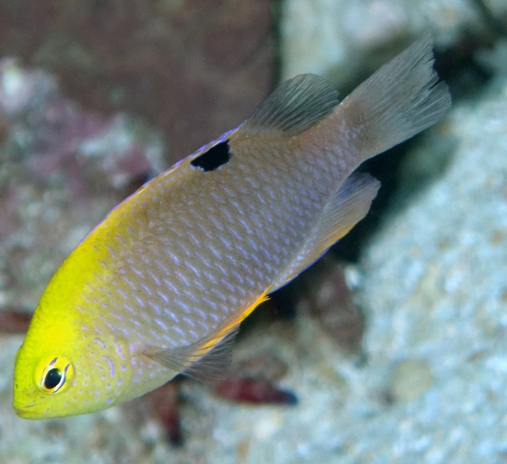 CHRYSIPTERA TALBOTI - (ALLEN, 1975)