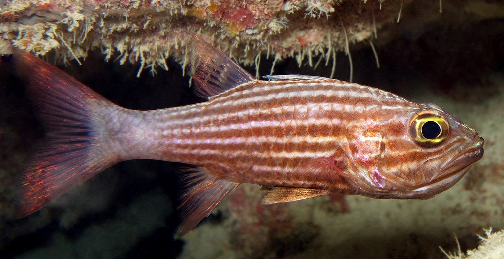 CHEILODIPTERUS HEPTAZONA - (BLEEKER, 1849)