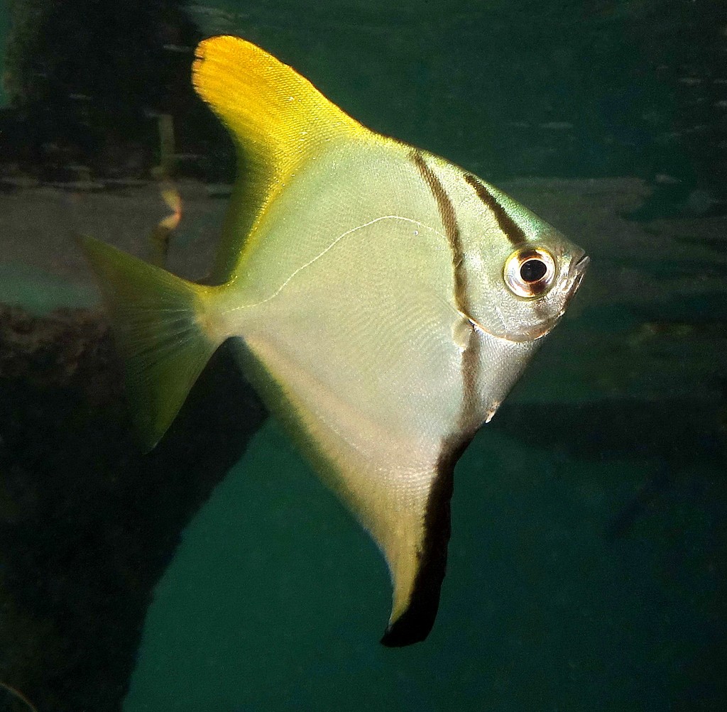 MONODACTYLUS ARGENTEUS - (LINNAEUS, 1758)