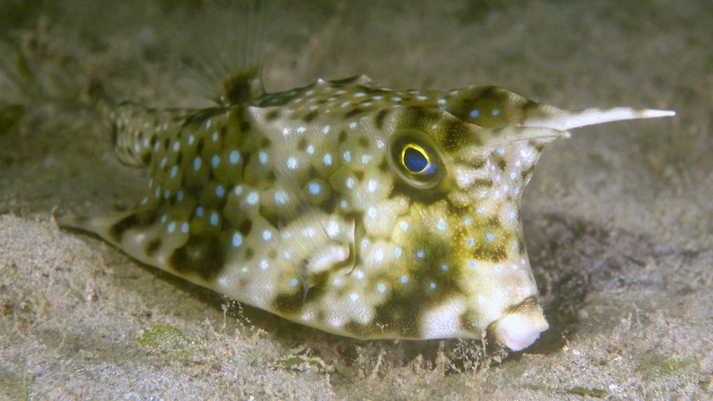LACTORIA CORNUTA - (LINNAEUS, 1758)