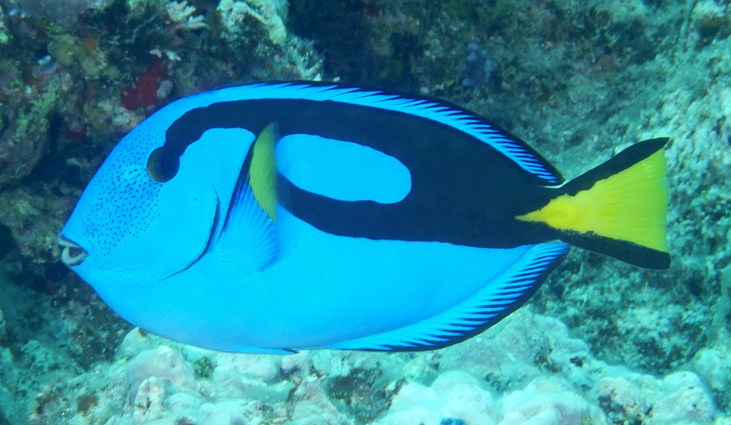 PARACANTHURUS HEPATUS - (LINNAEUS, 1766)