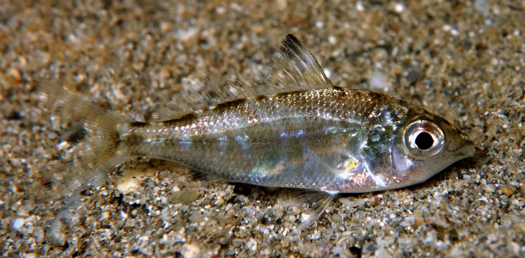 GERRES OYENA - (FABRICIUS, 1775)