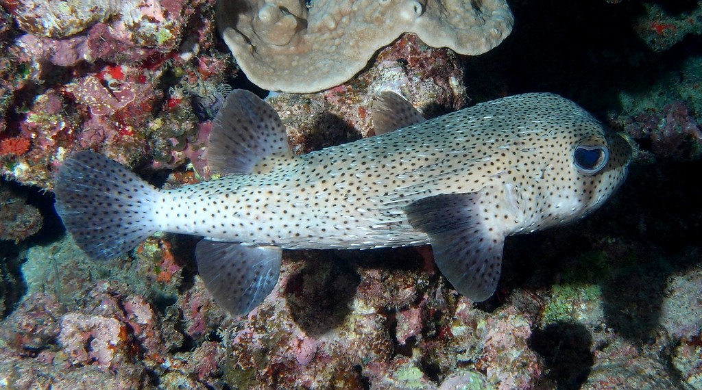 DIODON HYSTRIX - (LINNAEUS, 1758)