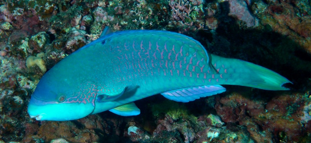 SCARUS GLOBICEPS - (VALENCIENNES, 1840)