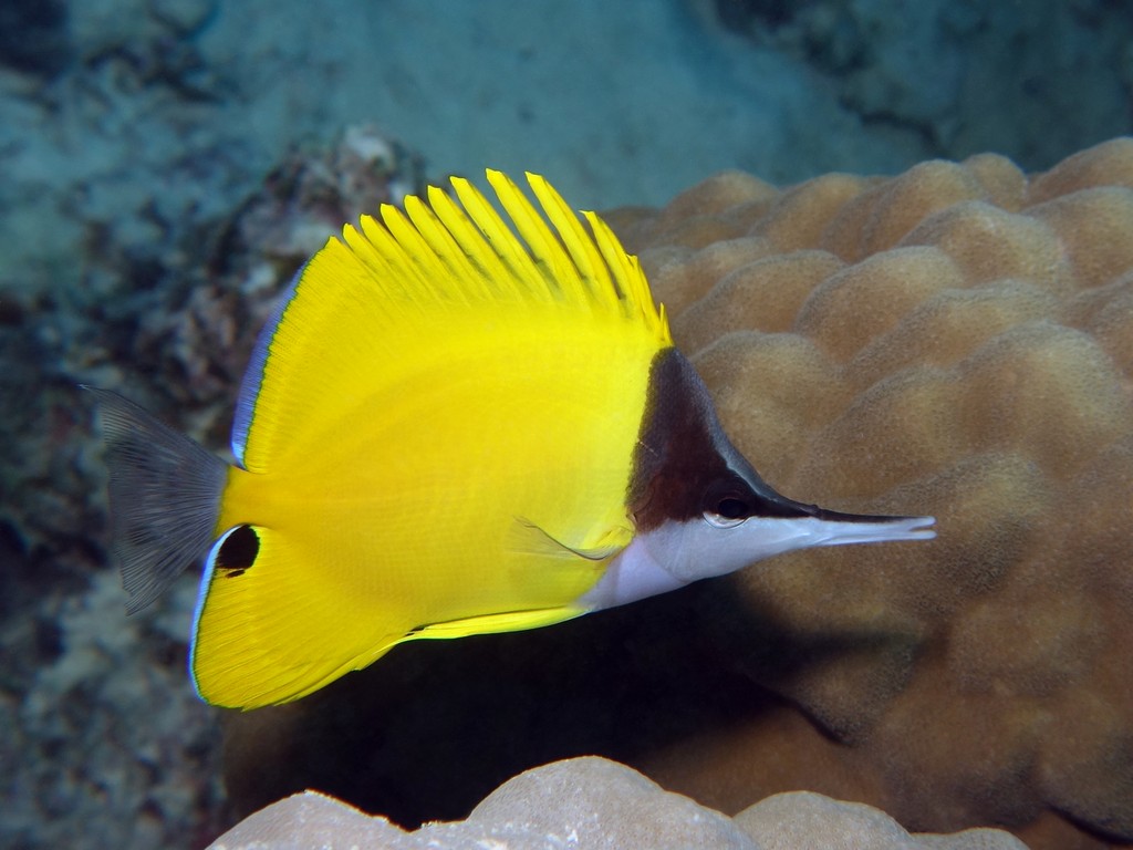 FORCIPIGER FLAVISSIMUS - (JORDAN & McGREGOR, 1898)