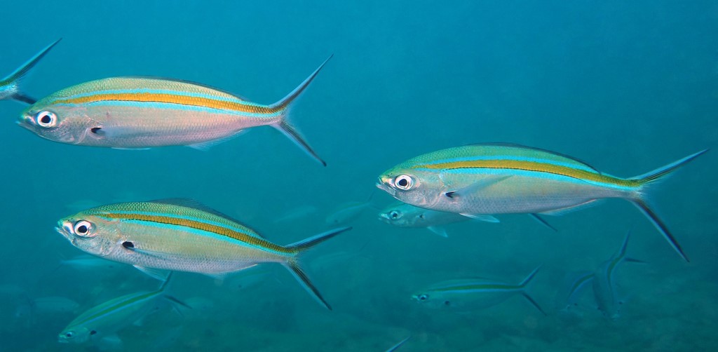 CAESIO CAERULAUREA - (LACEPEDE, 1801)