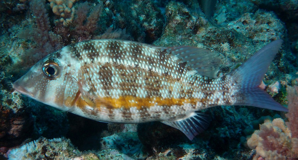 LETHRINUS OBSOLETUS - (FORSSKAL, 1775)